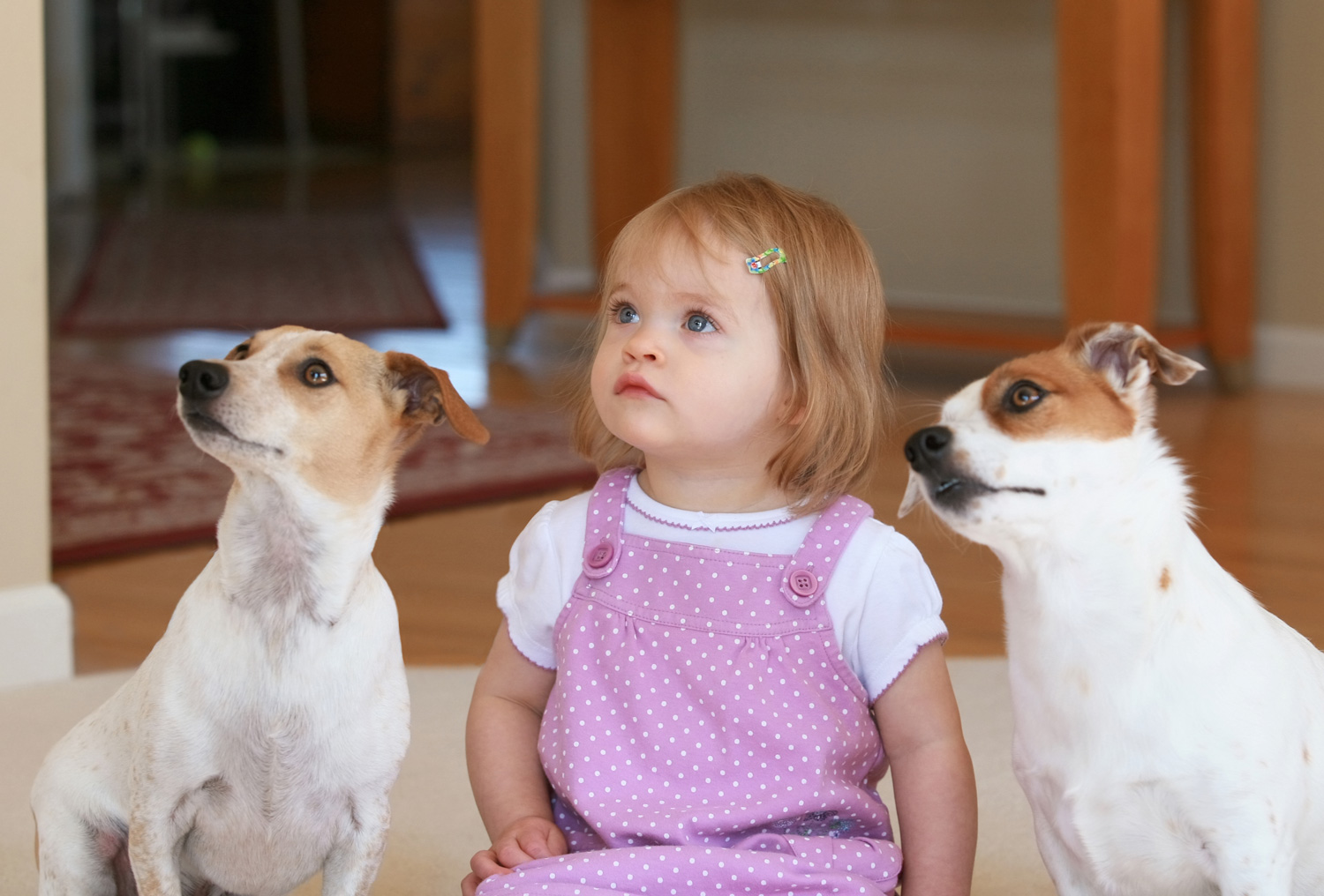 6 Best Small Dogs For Kids • Dog Gone Good