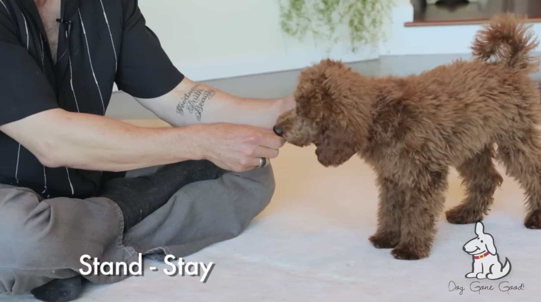 Training Video Series – Dog Gone Good