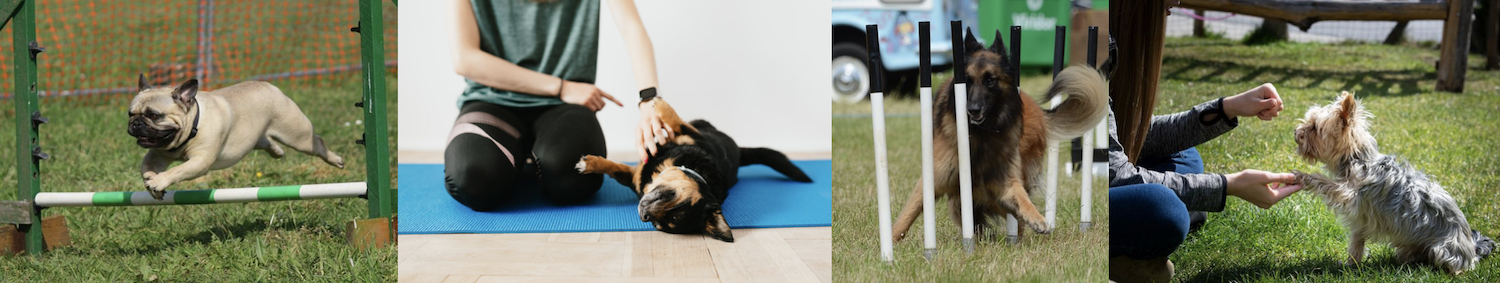 Home • Dog Gone Good